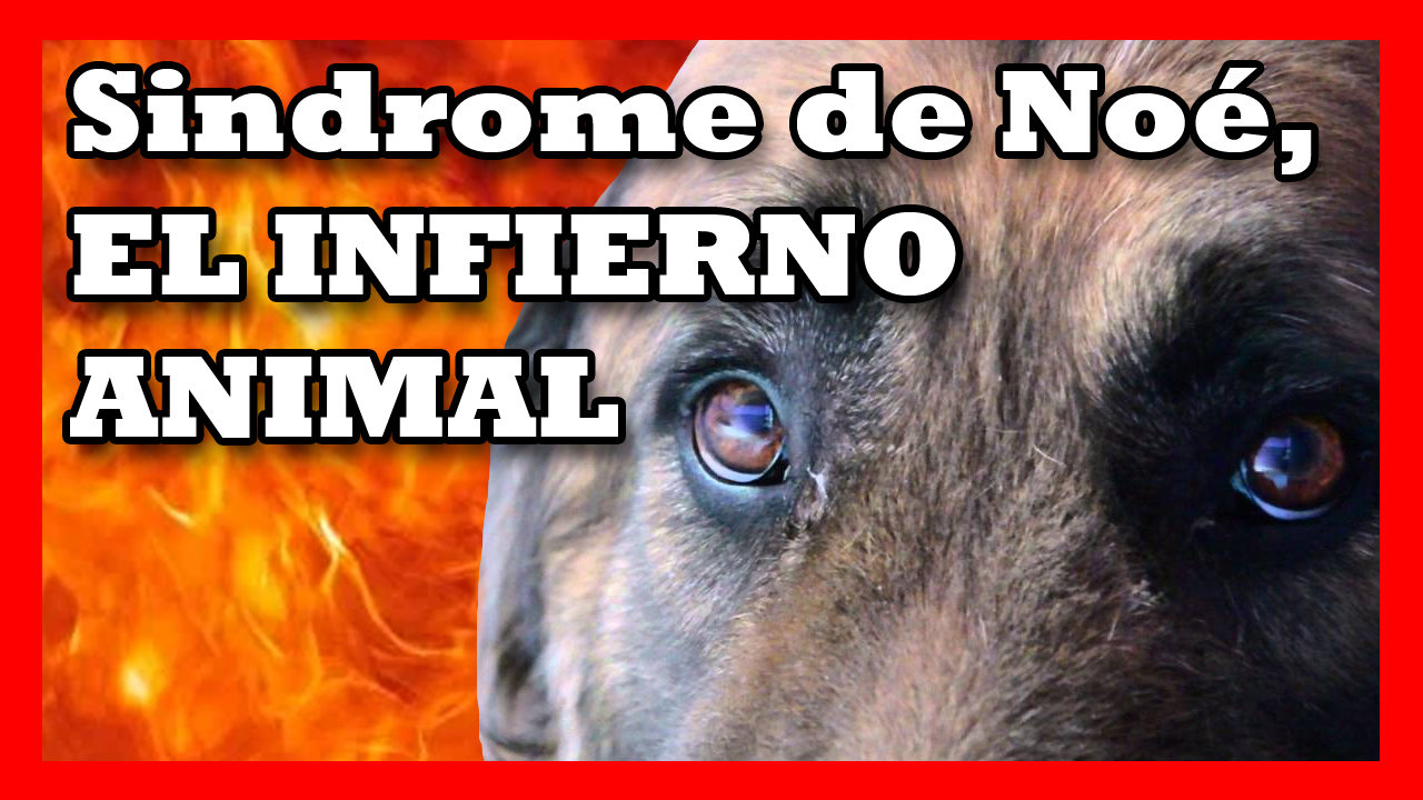 Sindrome de Noé, EL INFIERNO ANIMAL en el Delta del Ebro 2019 ...